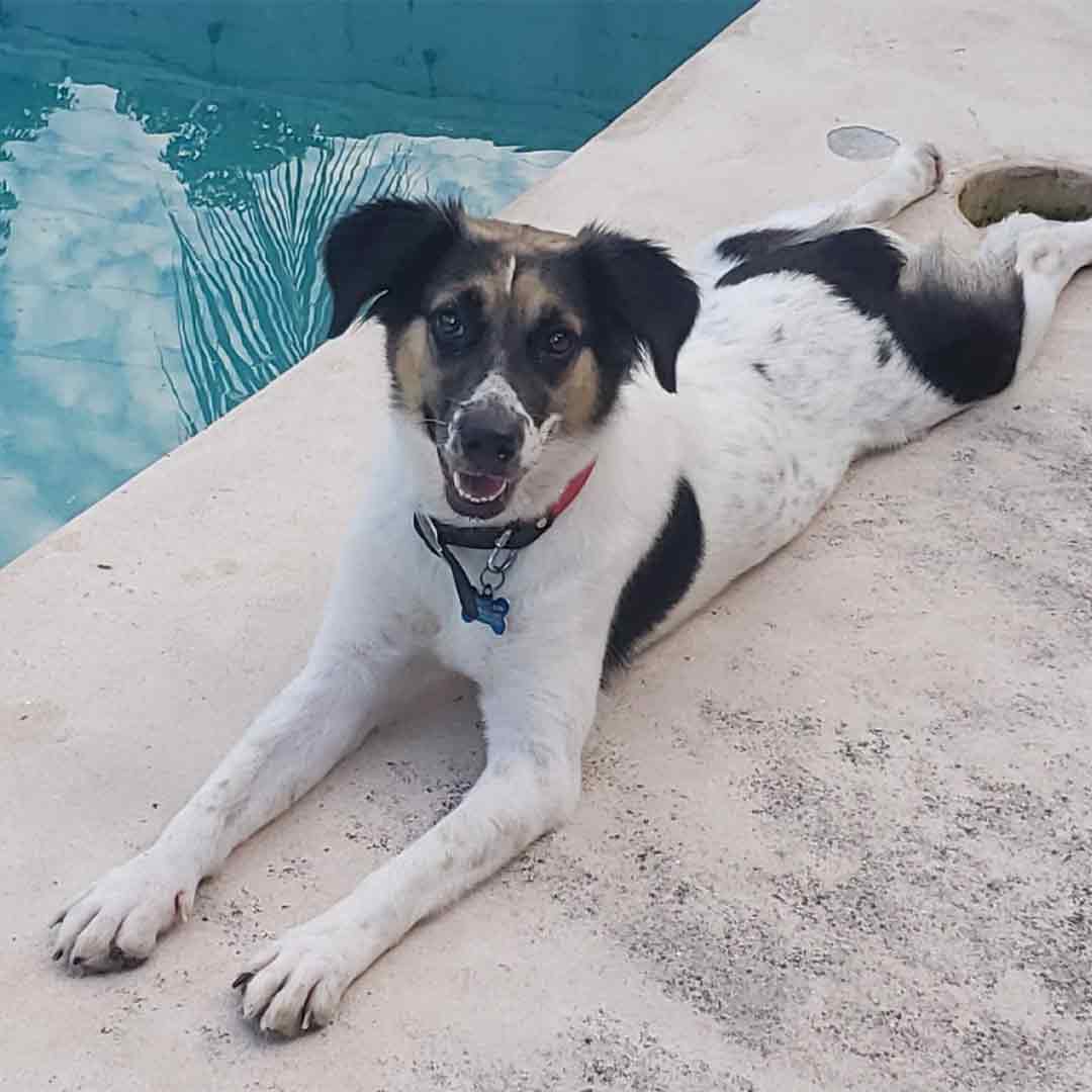 Adoptables - The Humane Society of Cozumel