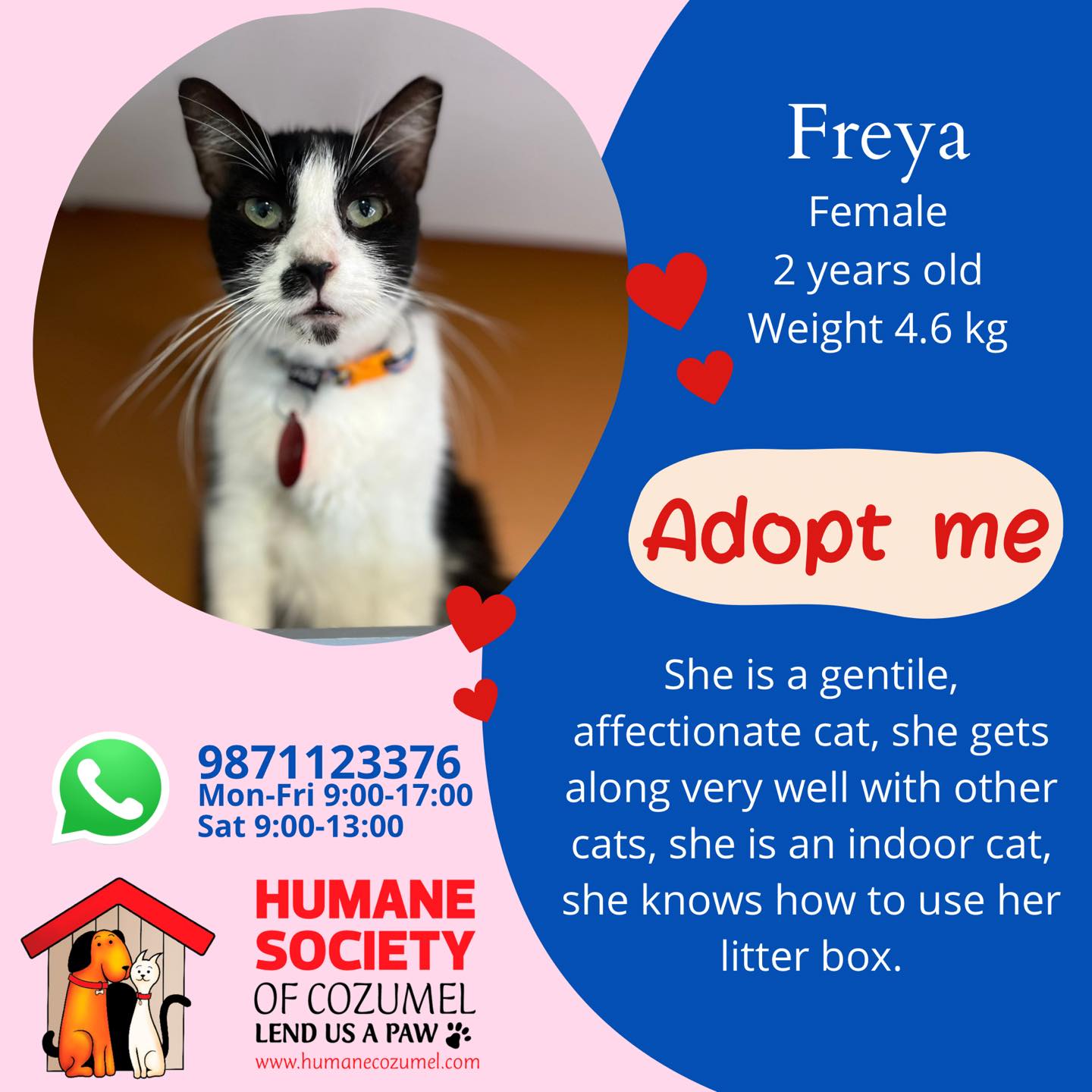 Adopt - Ernesto`s Site